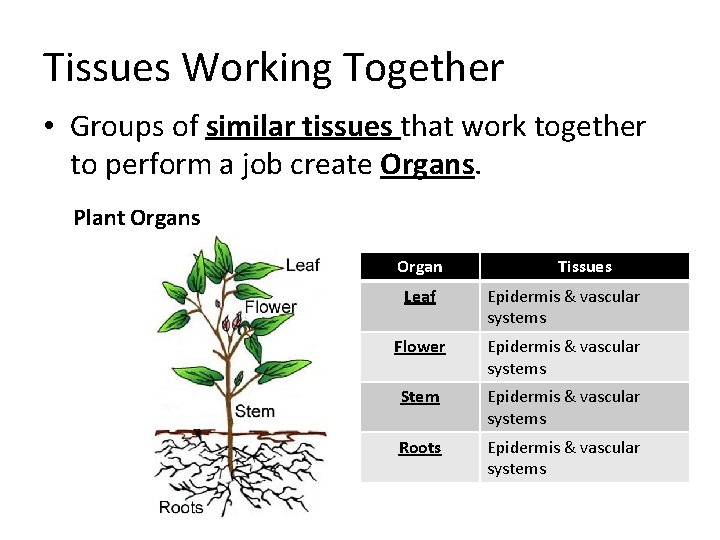Organ Systems Levels of Organization Plants and Animals