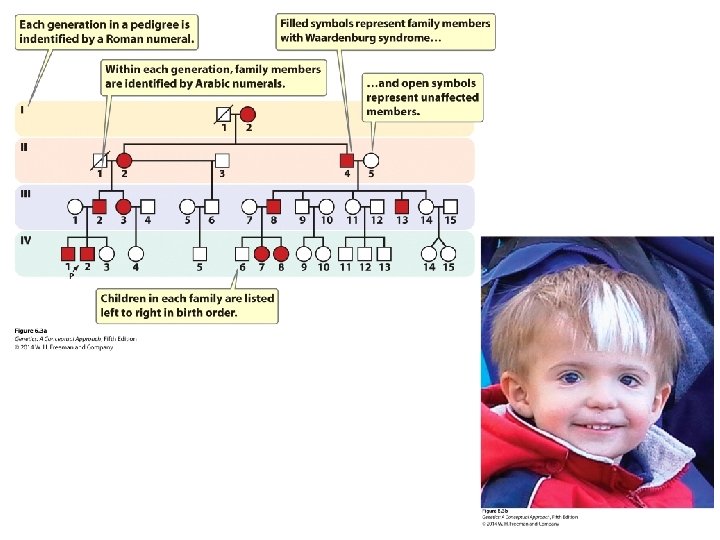 Benjamin A Pierce GENETICS A Conceptual Approach FIFTH