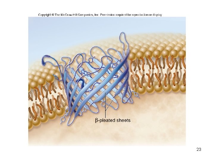 Membranes Chapter 5 Membrane Structure The fluid mosaic