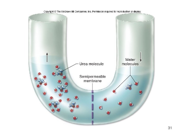 Membranes Chapter 5 Membrane Structure The fluid mosaic