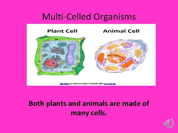 Cells This Photo by Unknown Author is licensed