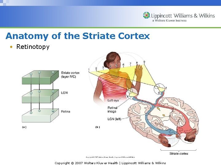 Neuroscience Exploring the Brain 3 e Chapter 10
