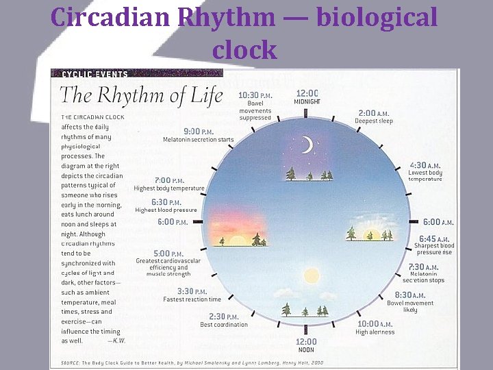 Sleep Dreaming Circadian Rhythm biological clock Sleep Stages