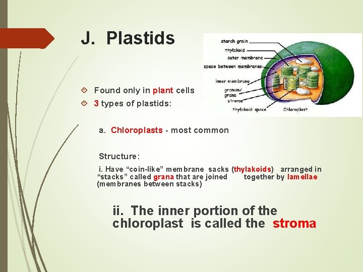 VI Cell Structures and Their Functions A Nucleus