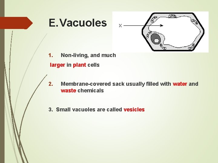 VI Cell Structures and Their Functions A Nucleus
