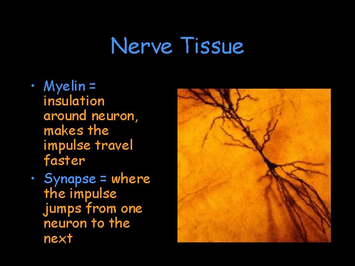 Organization of the Body and the Nervous System