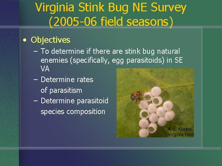 Survey of stink bug Heteroptera Pentatomidae egg parasitoids