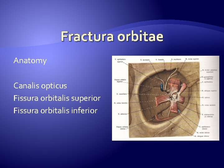 ORBIT MUDr Veronika Matukov Ph D FEBO Fractura