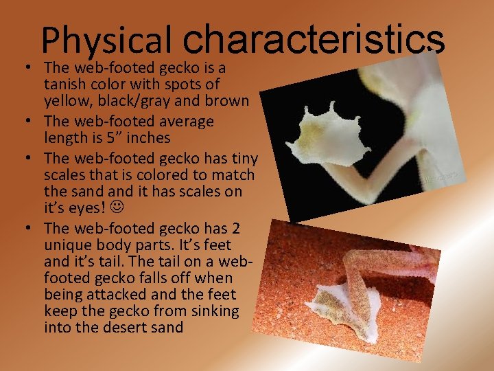 The webfooted gecko By Rhianna General information The