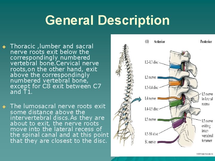 Chapter 8 Spinal Nerve Roots Abdullah AlSalti R
