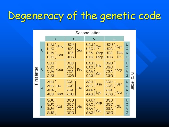 Codon Bias and Regulation of Translation among Bacteria