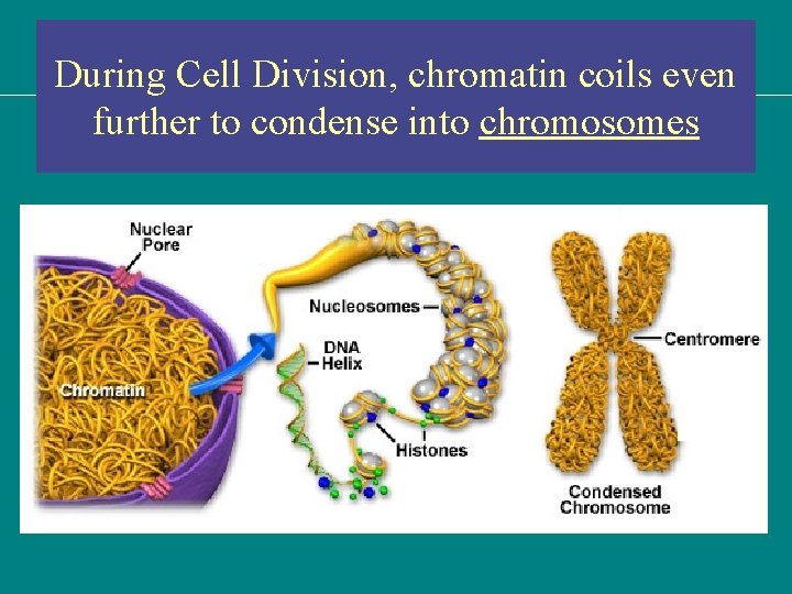 The Cell Division in Eukaryotic Cells Describe the