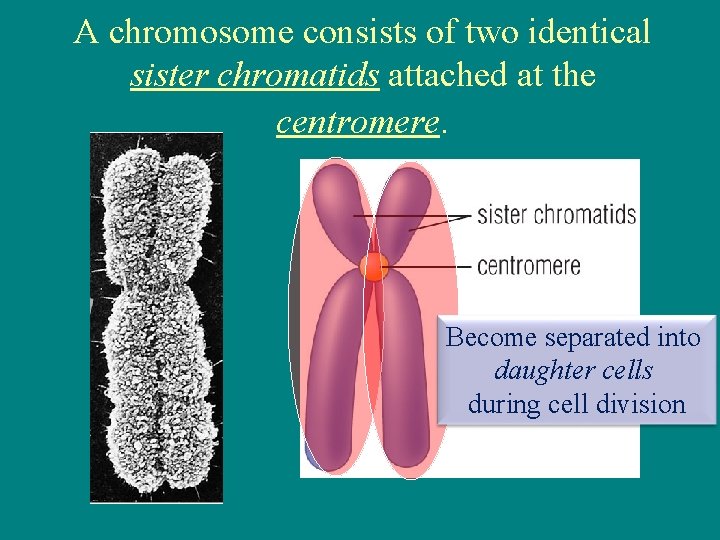 The Cell Division in Eukaryotic Cells Describe the