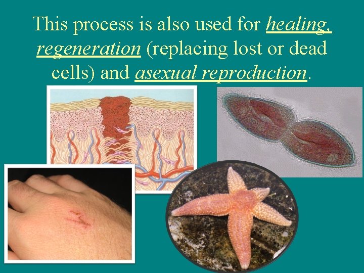 The Cell Division in Eukaryotic Cells Describe the