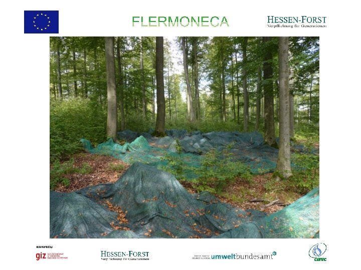 Reflections about Forest Reproductive Material Project financed by