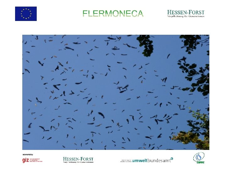 Reflections about Forest Reproductive Material Project financed by