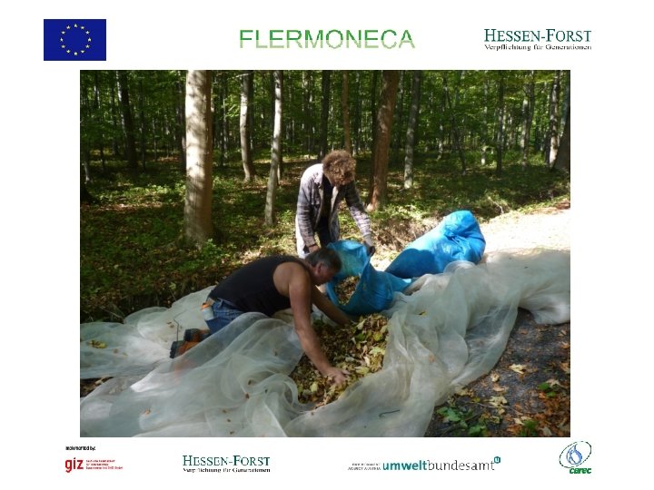 Reflections about Forest Reproductive Material Project financed by