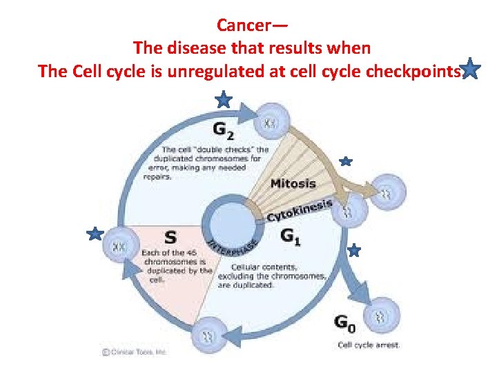 Cancer The disease that results when The Cell