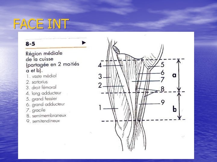 MORPHOLOGIE CUISSE LA REGION DE LA CUISSE Limites