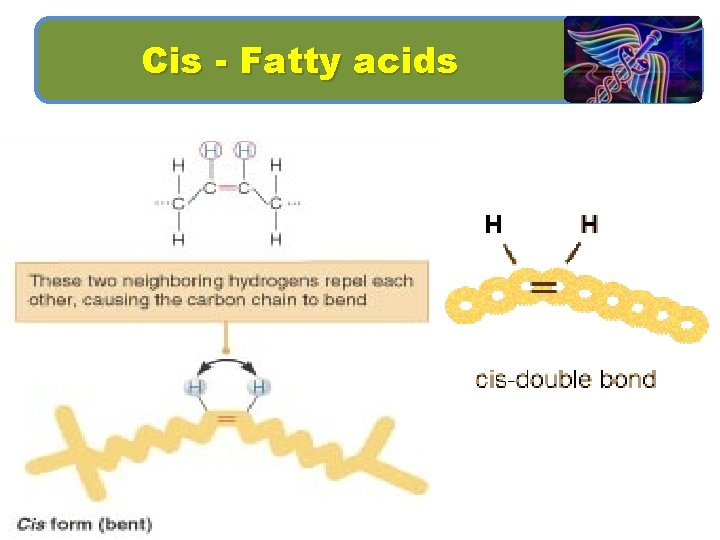 LIPIDS Biochemistry BMS 233 L Noha Soliman OBJECTIVES