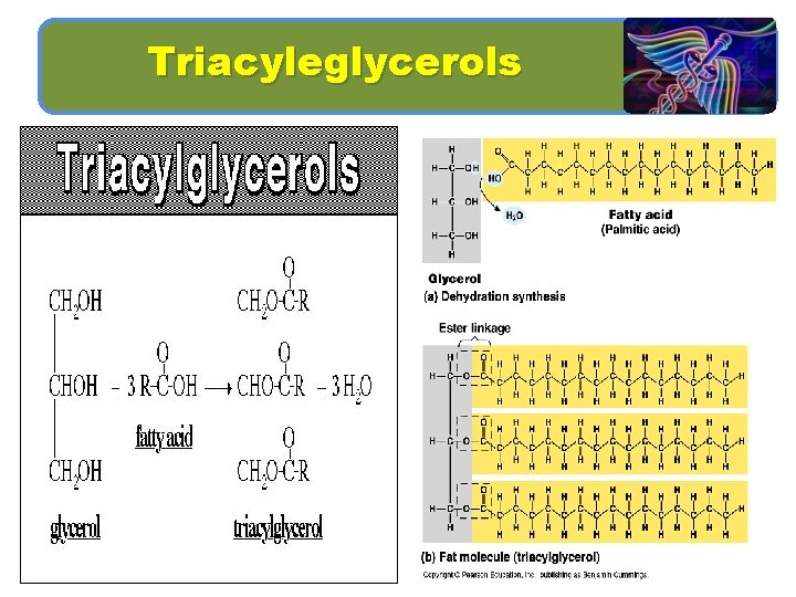 LIPIDS Biochemistry BMS 233 L Noha Soliman OBJECTIVES