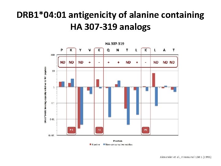 HLA class II peptide binding T cell recognition
