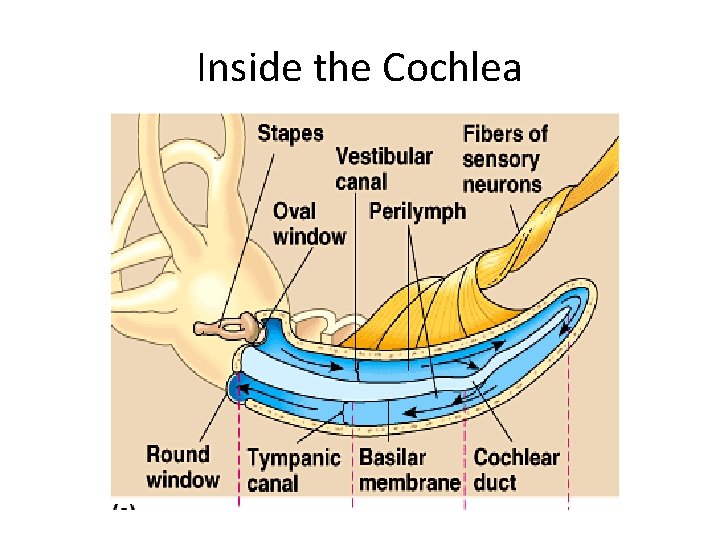 AP Biology Nervous Systems Part 4 LE 48