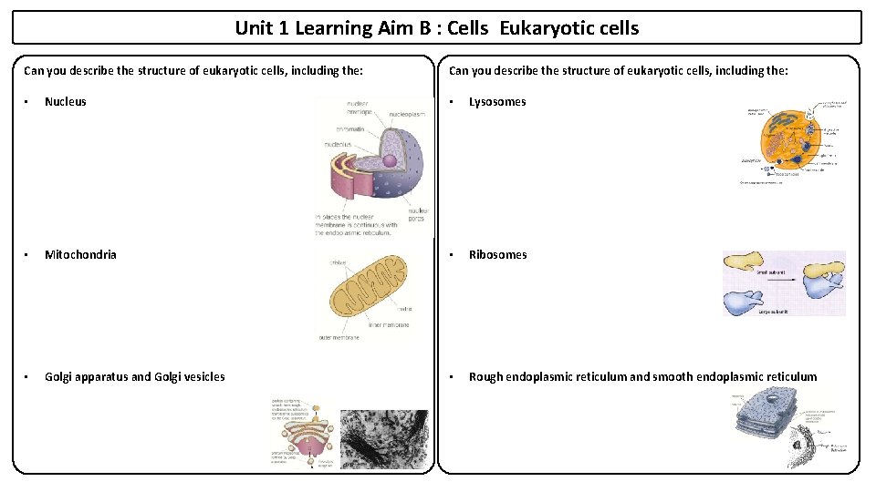 Unit 1 Learning Aim B Cells Eukaryotic cells