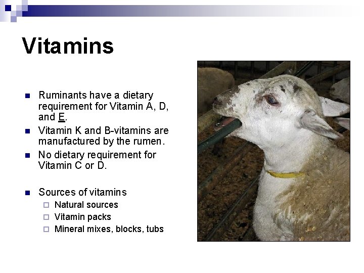 This presentation was initially prepared for a Lambing