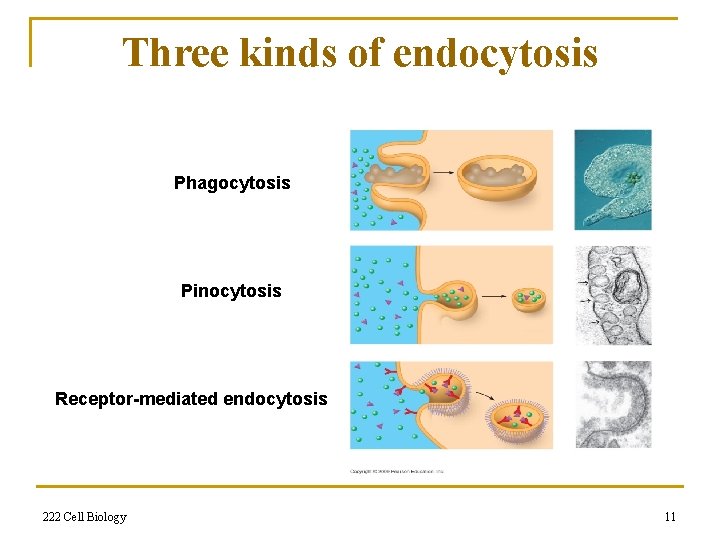 Lecture 6 222 Cell Biology 1 Functions of