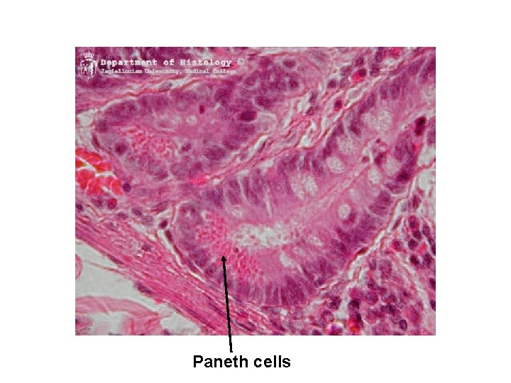 Chapter 3 Innate Immunity Macrophage interacting with Bacteria