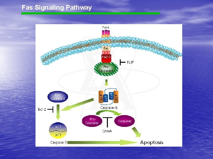 Apoptosis and Diseases 4Caspase Smac Second Mitochondriaderived activator