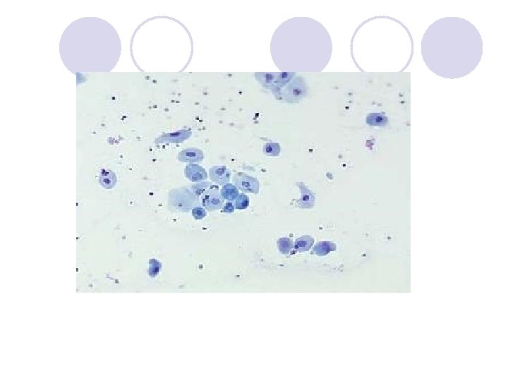 Vaginal Cytology Evaluation Clinical Pathology Vaginal Cytology Indications