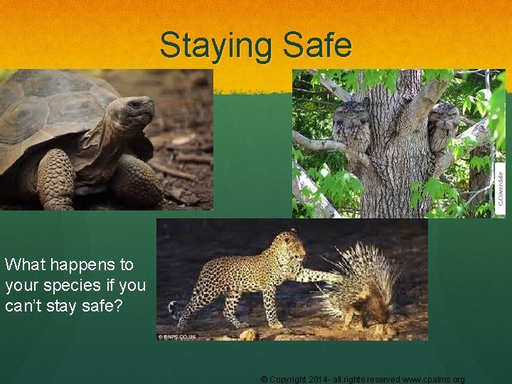 Adaptations in the Animal Kingdom How animals can