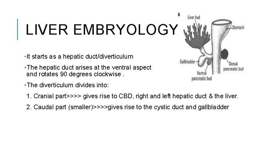 LIVER LESION LIVER EMBRYOLOGY It starts as a