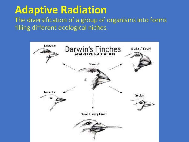 Natural Selection http ib bioninja com austandardleveltopic5 ...