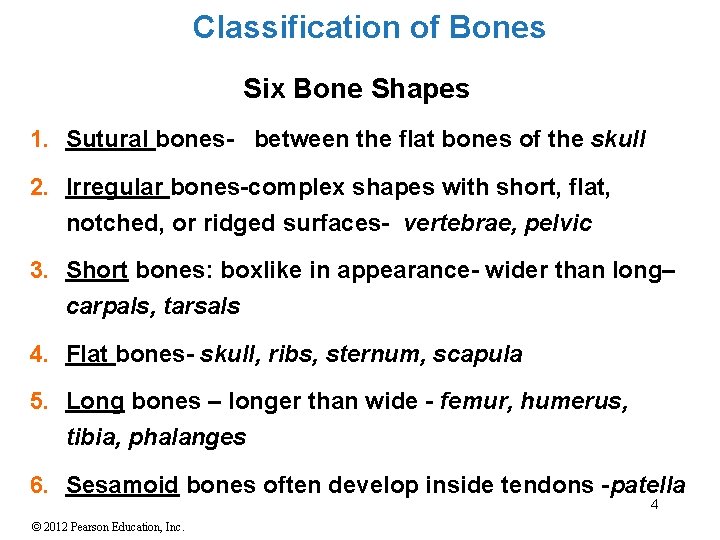 Chapter 7 Osseous Tissue and Bone Structure 1