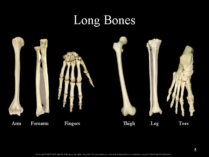 Chapter 7 Osseous Tissue and Bone Structure 1