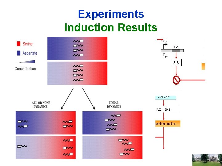 i GEM 2006 PRESENTATION The NCBS Team Adil