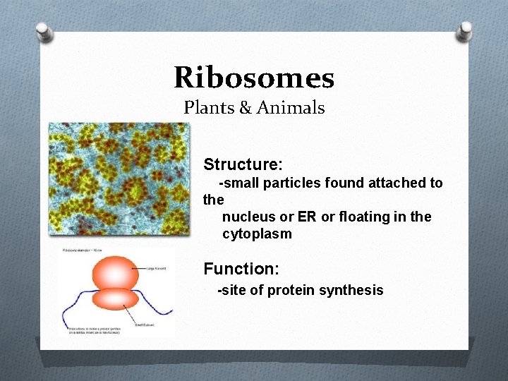 Eukaryotic Cell Organelles Cell Wall Plants Structure surrounds