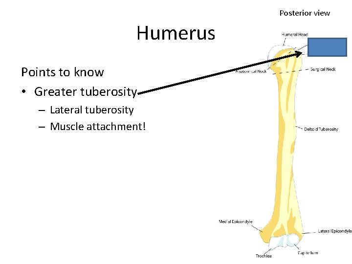 The Upper Limb aka The Arm This is