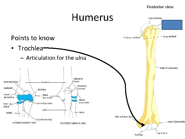 The Upper Limb aka The Arm This is