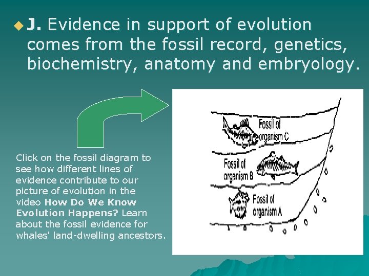 UNIT FIVE Evolution Evolution u A Basically states