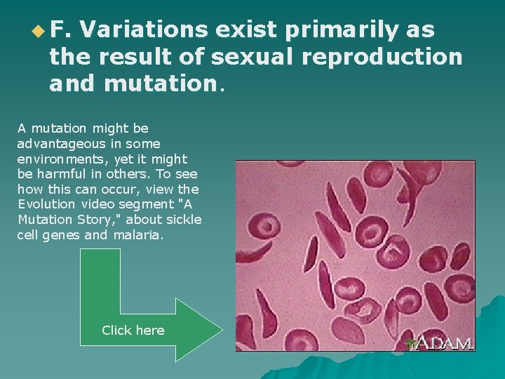 UNIT FIVE Evolution Evolution u A Basically states