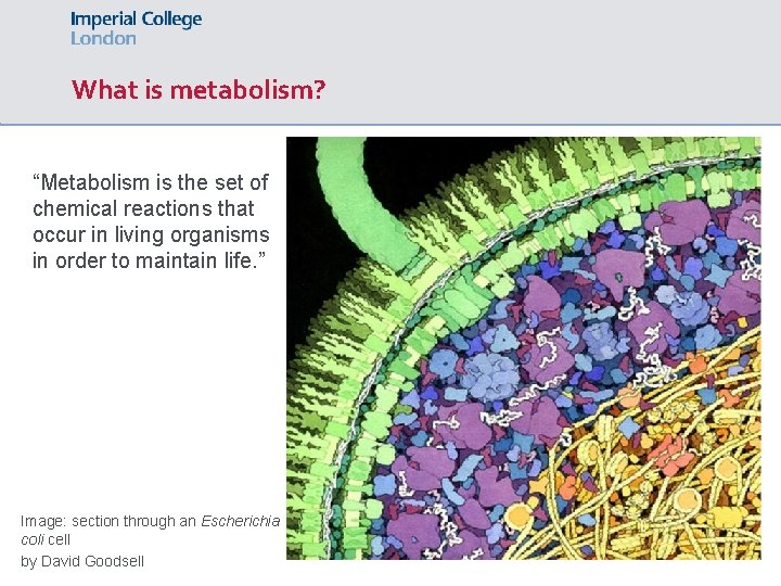 Metabolic networks John Pinney Theoretical Systems Biology group