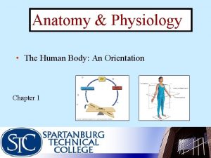 Chapter 1 The Human Body An Orientation Anatomy