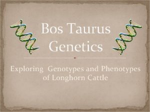 Bos Taurus Genetics Exploring Genotypes and Phenotypes of