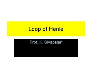 Revision Loop of henle animal responses nerve Loop