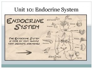 The Endocrine System By Jonathan Gonzalez Aaron Mednick