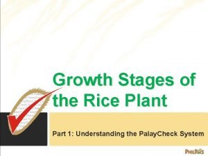 MORPHOLOGY OF THE RICE PLANT Part 1 Understanding